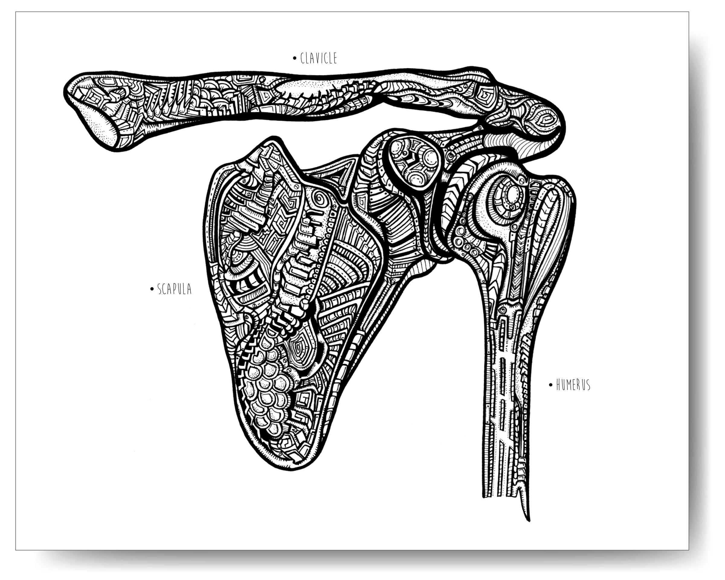 Shoulder Bones Drawing